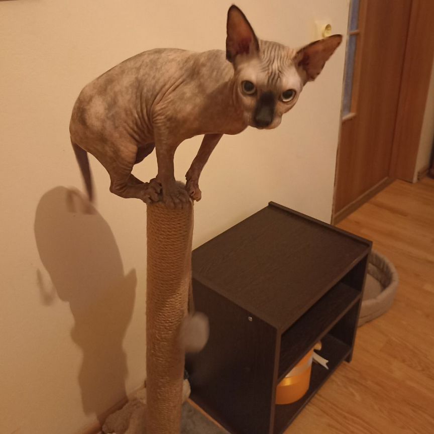 Канадский сфинкс котёнок