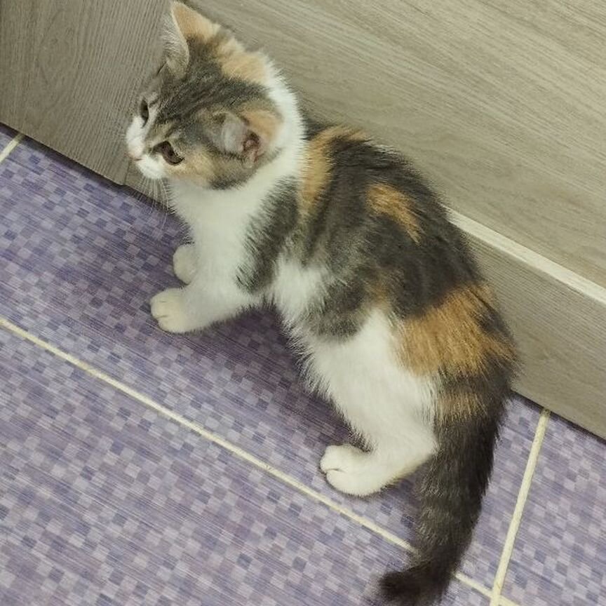 Котёнок в добрые руки