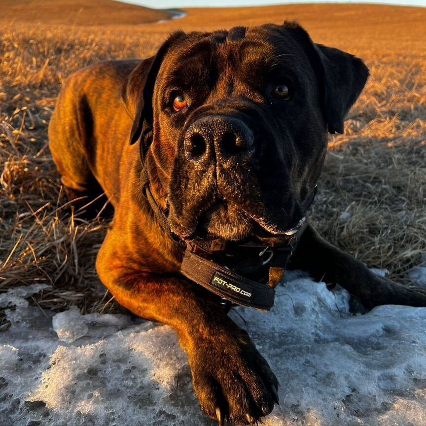 Отдам в добрые руки породистую собаку Бурбуль