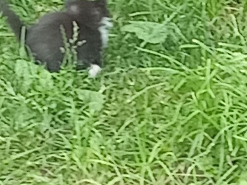 Котята