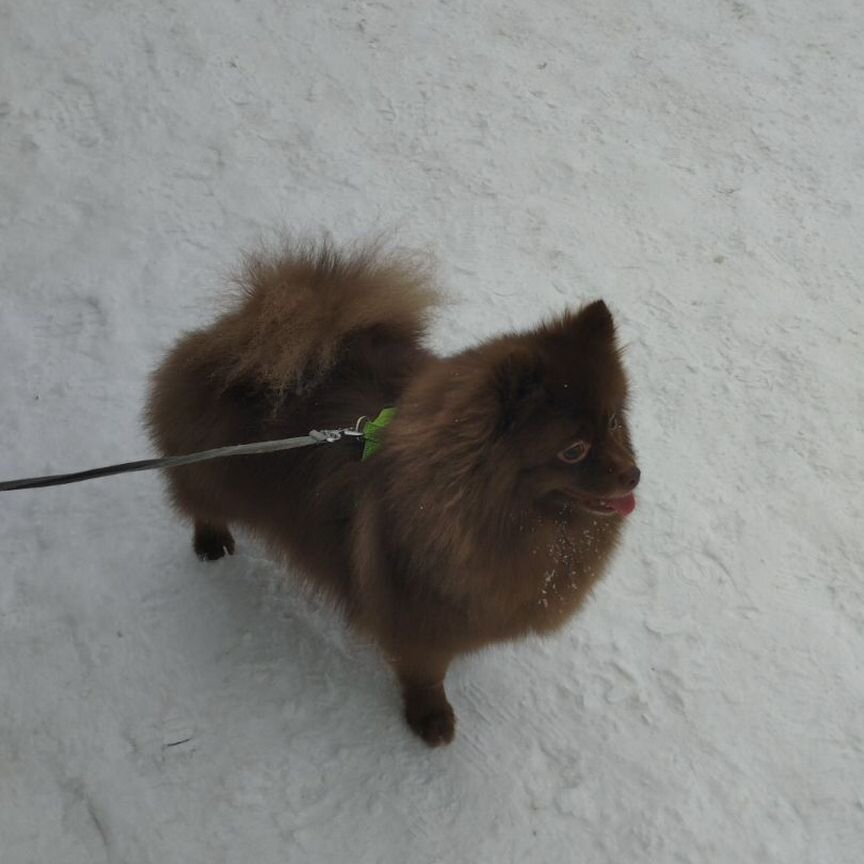 Шоколадный красавец, немецкий шпиц