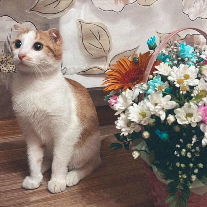 Кошки в добрые руки бесплатно