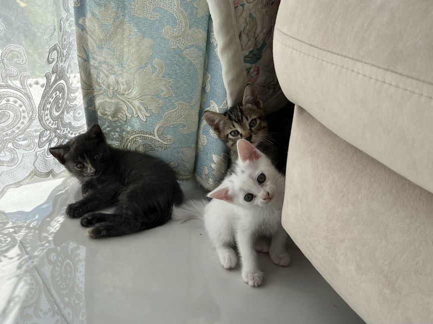 Котята от мамы Као-мани