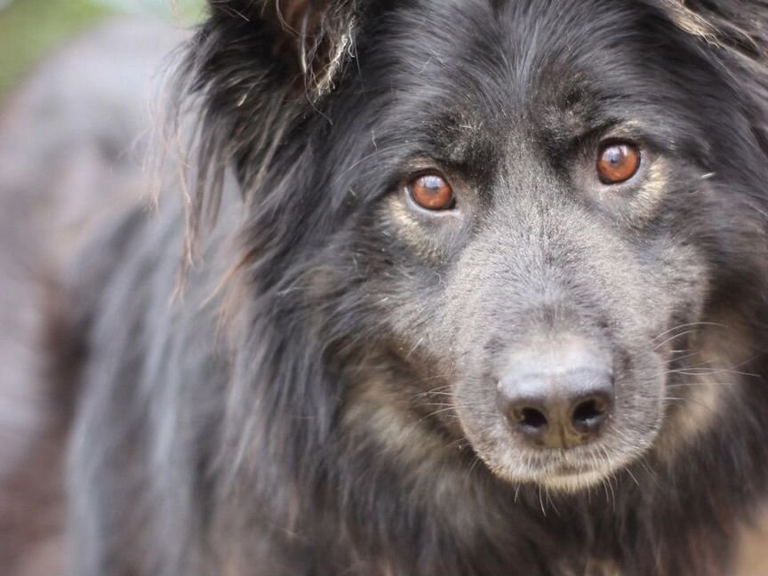 Пушистая собака из приюта