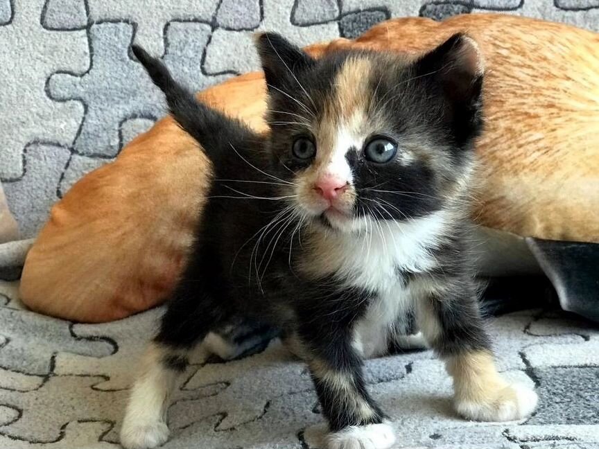 Котята,1,5 месяца