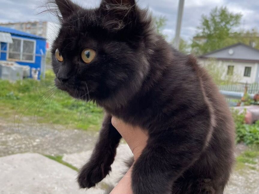 Бездомная котёнка