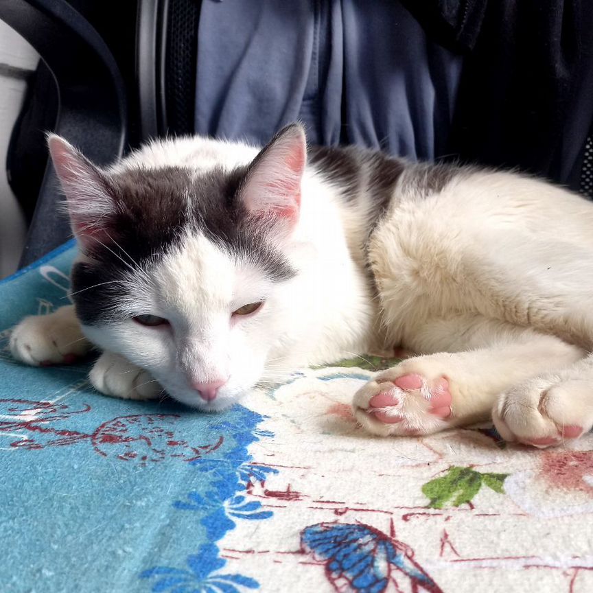 Отдам кота