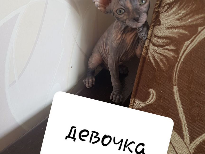 Котята сфинкс