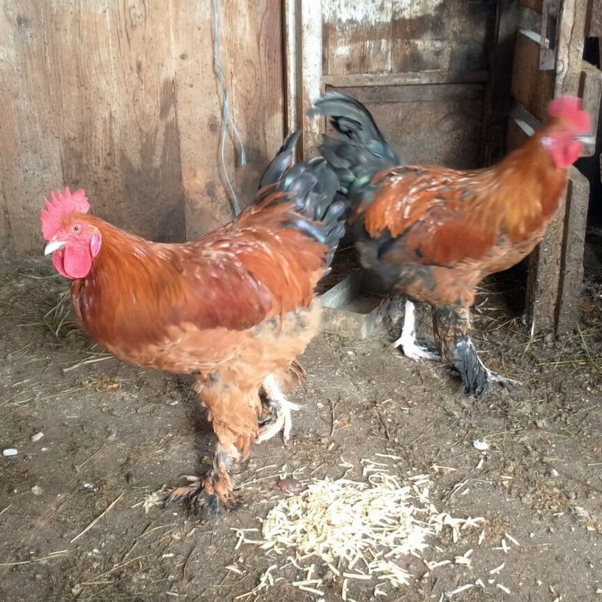 Петухи лохманогие пол года. п. Элита