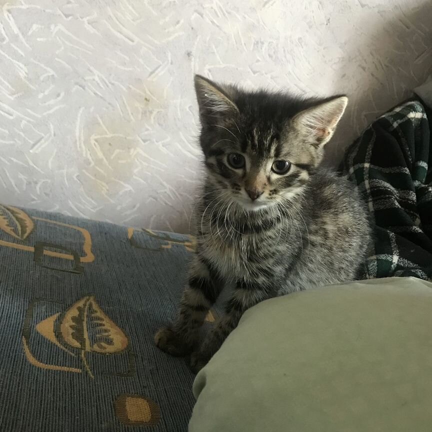 Тигровые котята