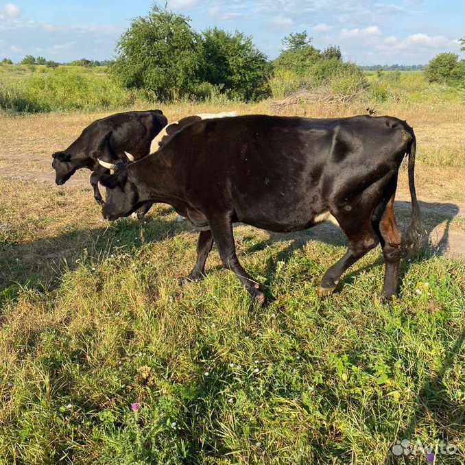 Корова телки телята