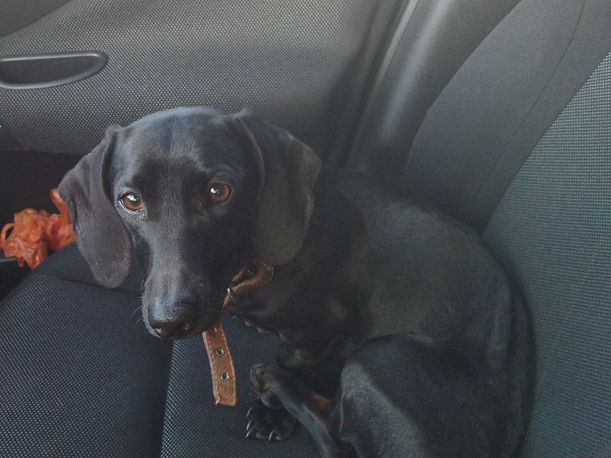 Потеряшка. Такса. Ищет хозяев