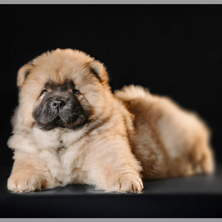 Чау-чау, щенок