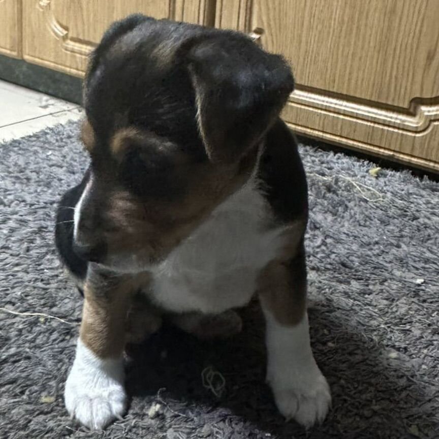 Японский терьер, щенок