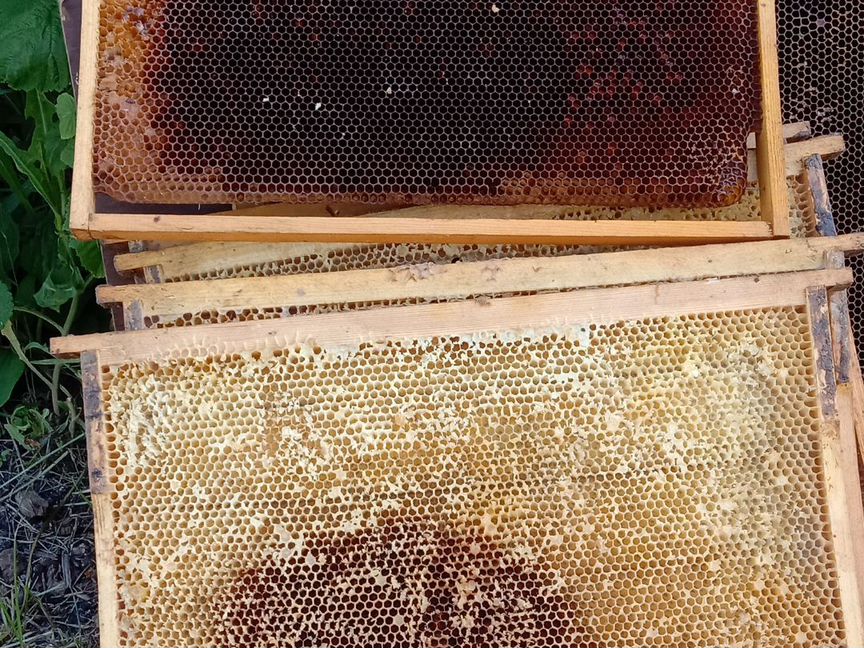 Сушь для пчел