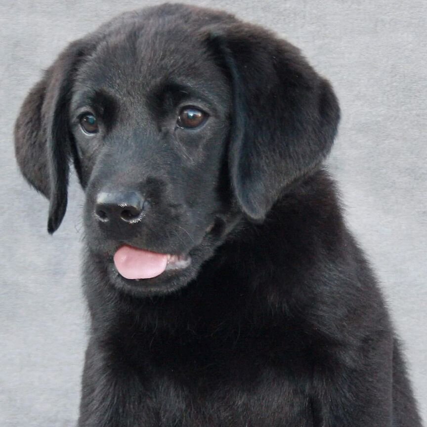 Щенки лабрадора