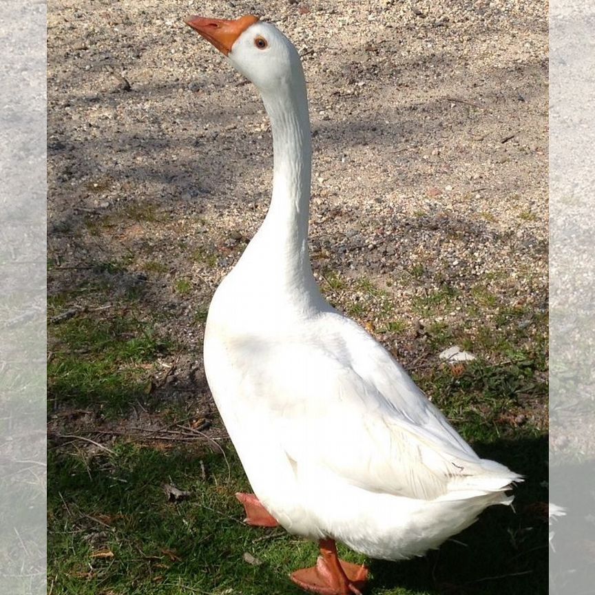 Гусь на племя