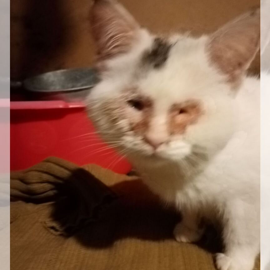 Кошечка и котик в добрые руки