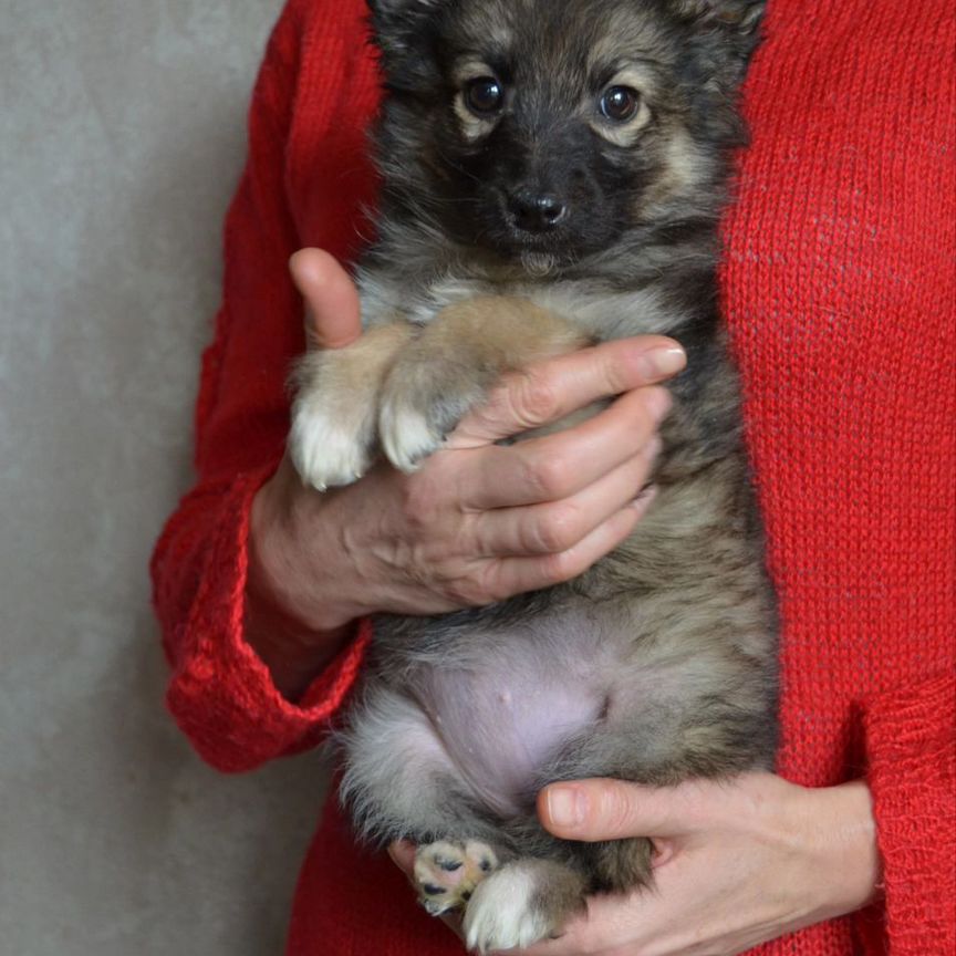 Малышка ищет любящих хозяев