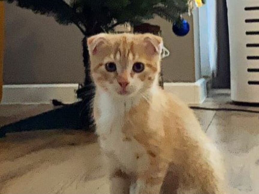 Рыжий котенок вислоухий