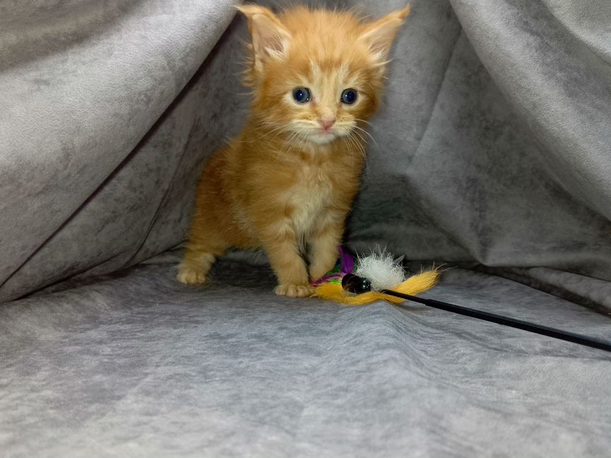 Котята мейн-кун