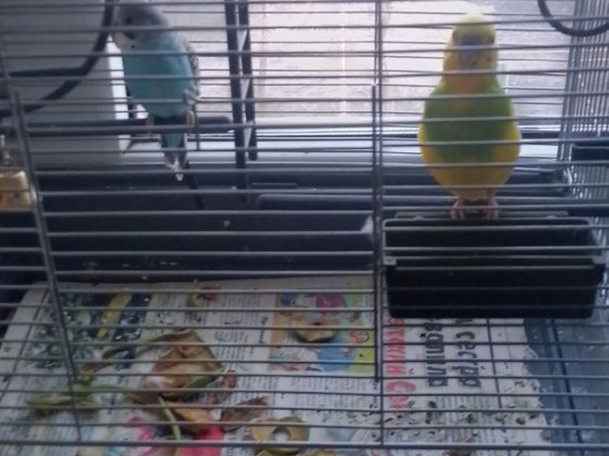 Волнистый попугай пора 3000 + клетка