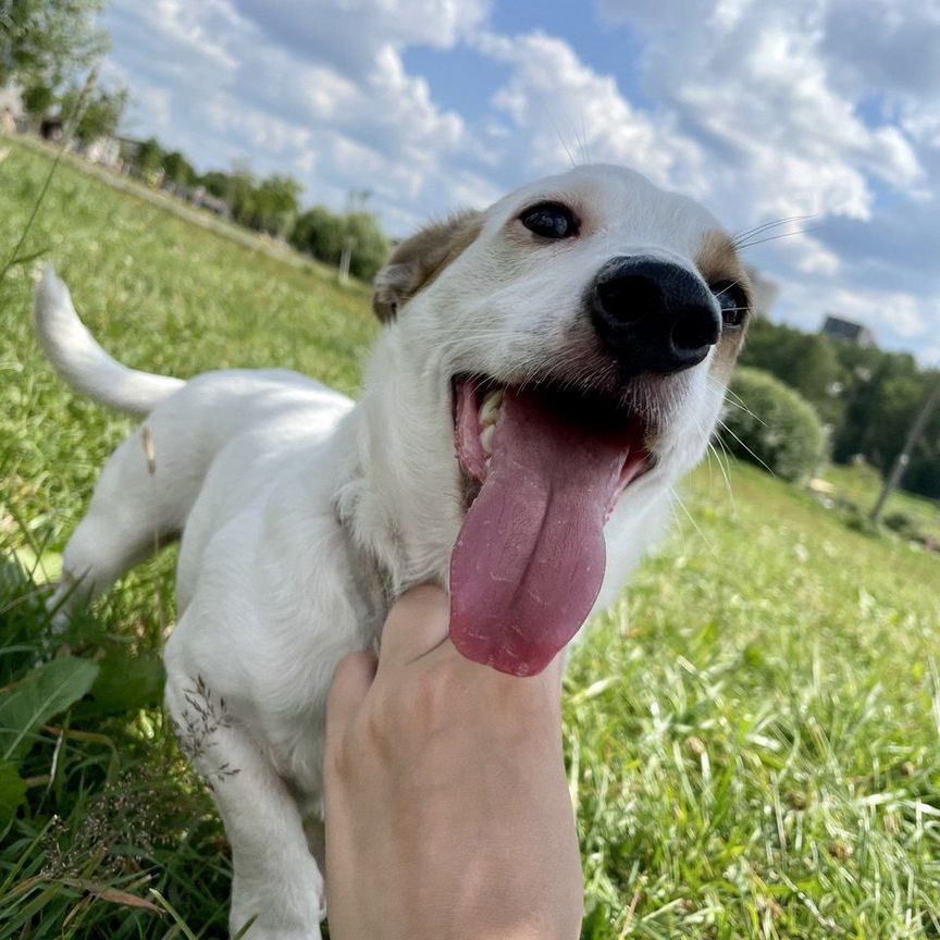 Собака в добрые руки отдам бесплатно