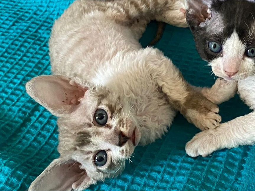 Котята девон-рекс