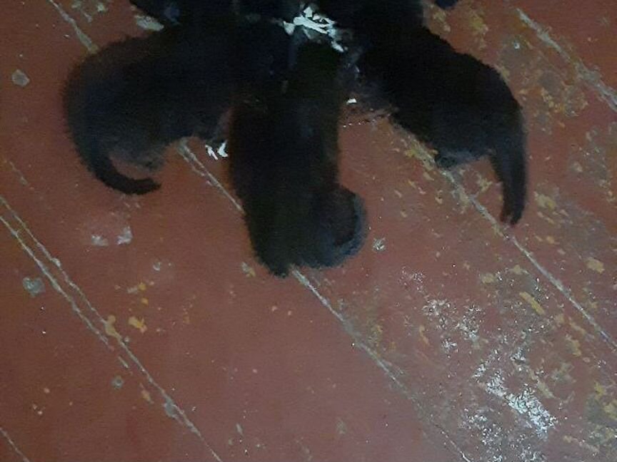 Британские котята