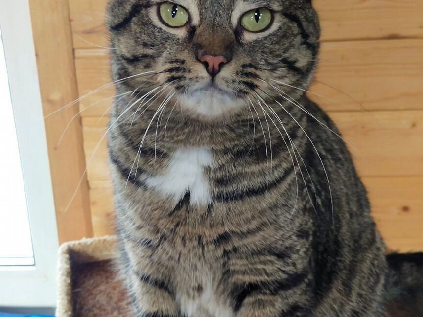 Молодой добрый котик