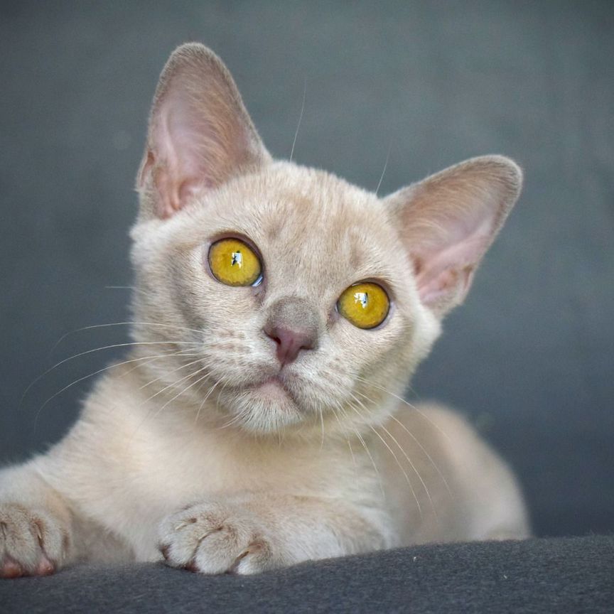 Бурманские котята
