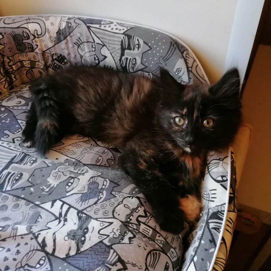 Котенок в добрые руки