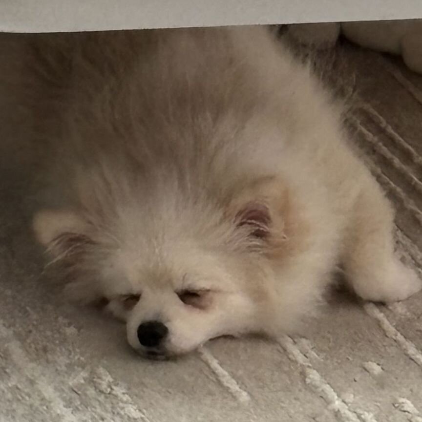 Померанский шпиц, щенок