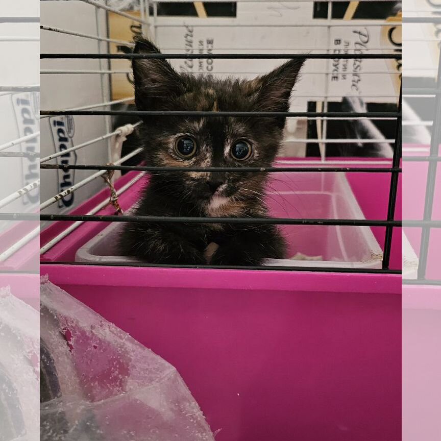 Котятки в самые добрые ручки