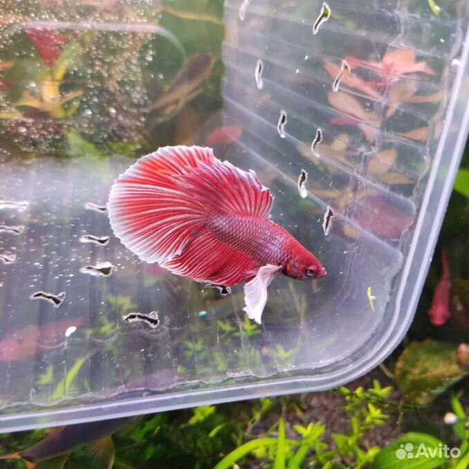 Рыбка петушок дамбо