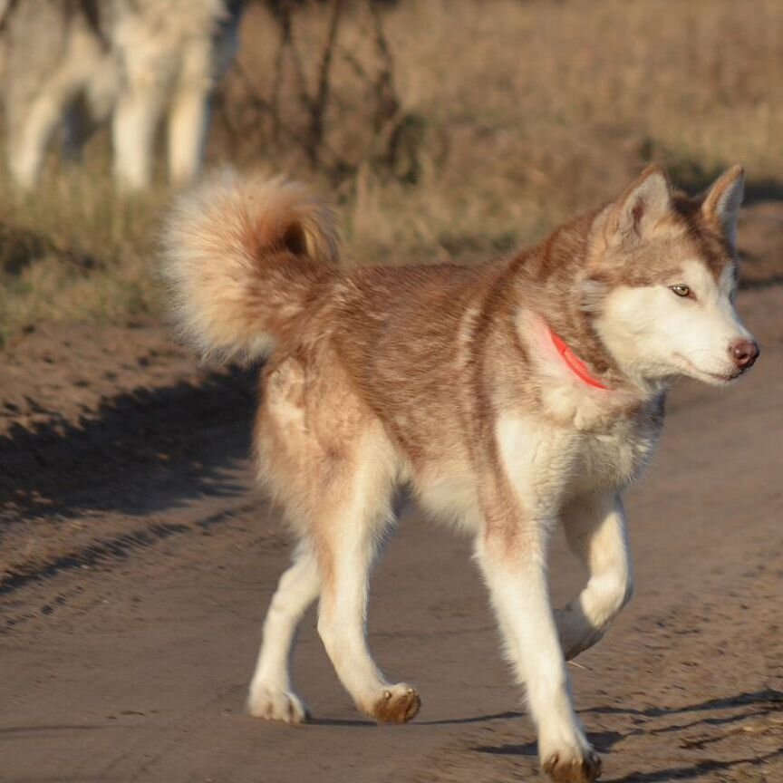 Аляскинский маламут