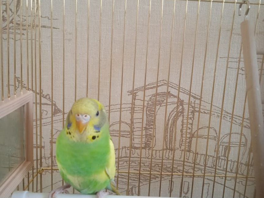 Волнистый попугай самка 4 месяца