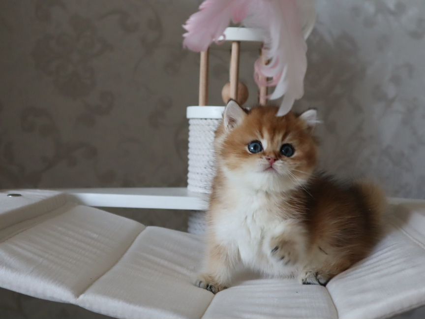 Британские котята, золотая шиншилла