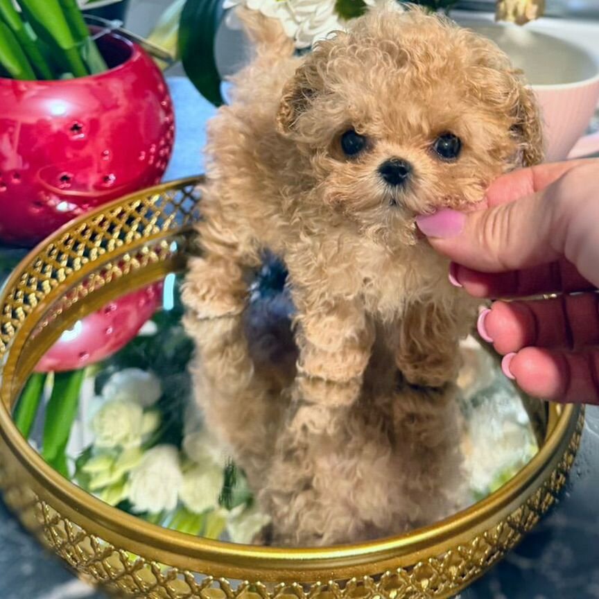 Мальтипу, щенок