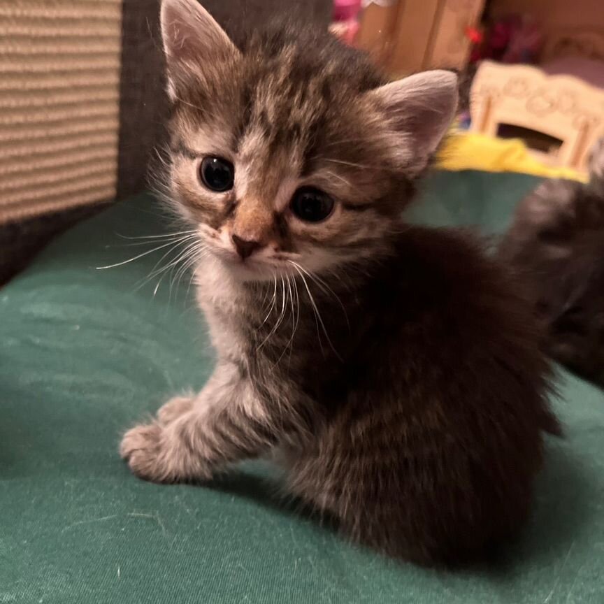 Котята от домашней кошки