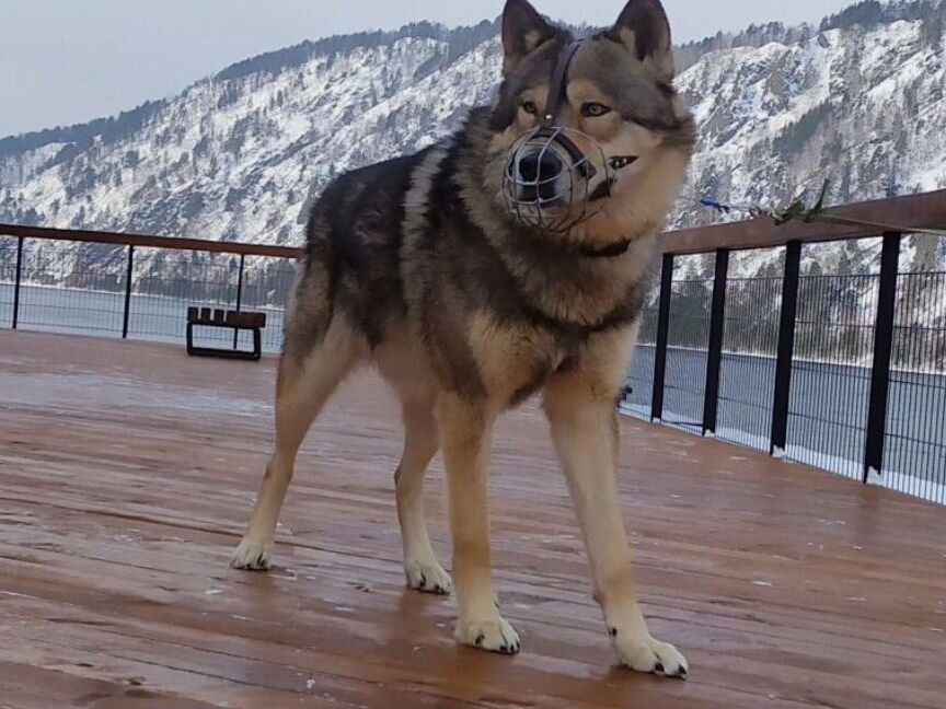 Волчонок,Гибрид, волкособ, вольфхунд, воленд