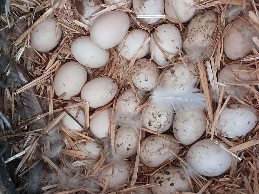 Утиные яйца