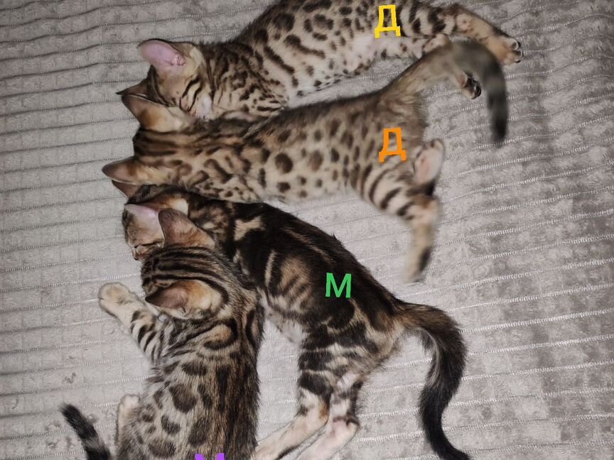 Бенгальские котята