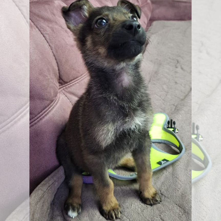 Щенок в добрые руки