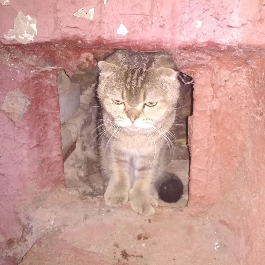 Пристраивается кот/кошка