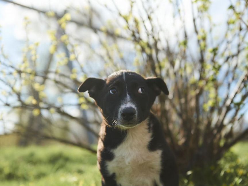 Щенок в добрые руки