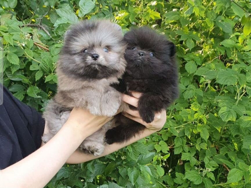 Шпиц