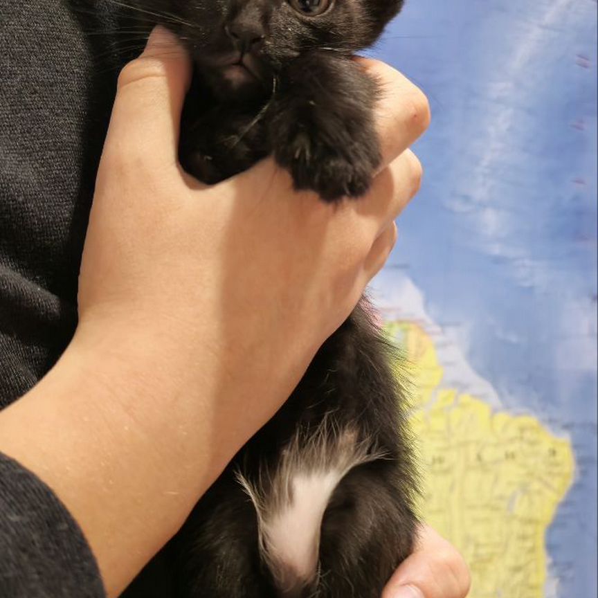 Отдам бесплатно кот котят