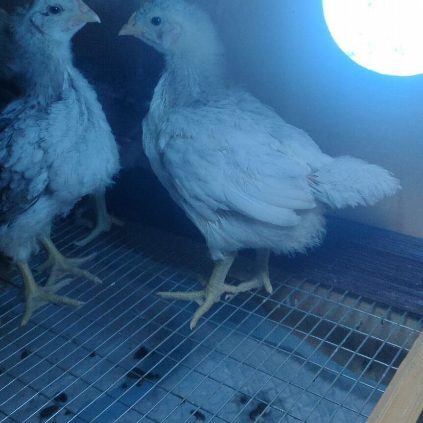 Цыплята мастер грей,вылуп от 07.02, в остатке 9 шт