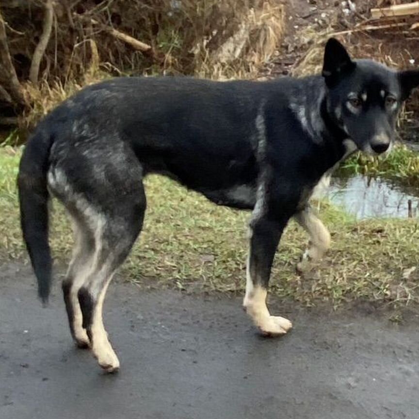 Взрослая собака в добрые руки